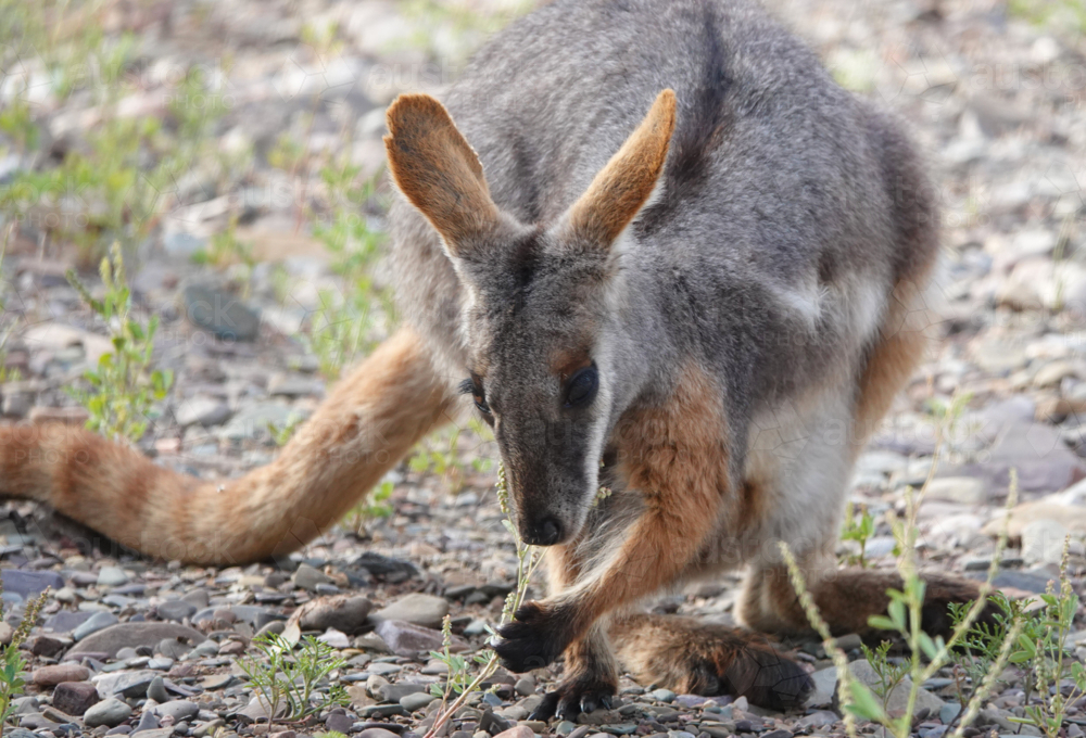 Image of Yellow-footed Rock Wallaby in the Flinders Ranges - Austockphoto