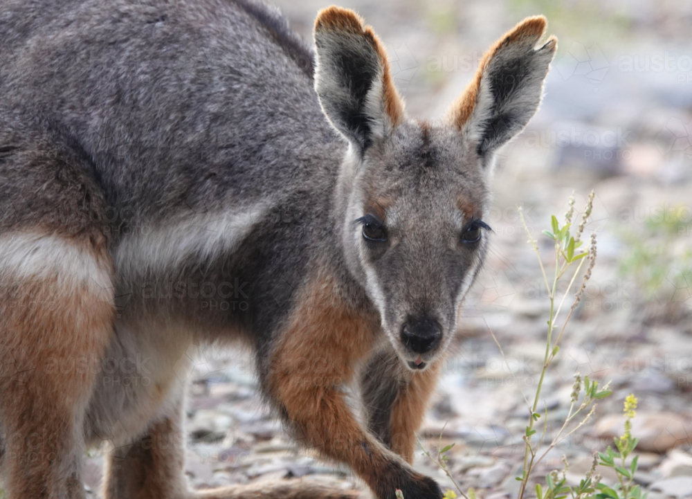 Image of Yellow-footed Rock Wallaby in the Flinders Ranges - Austockphoto