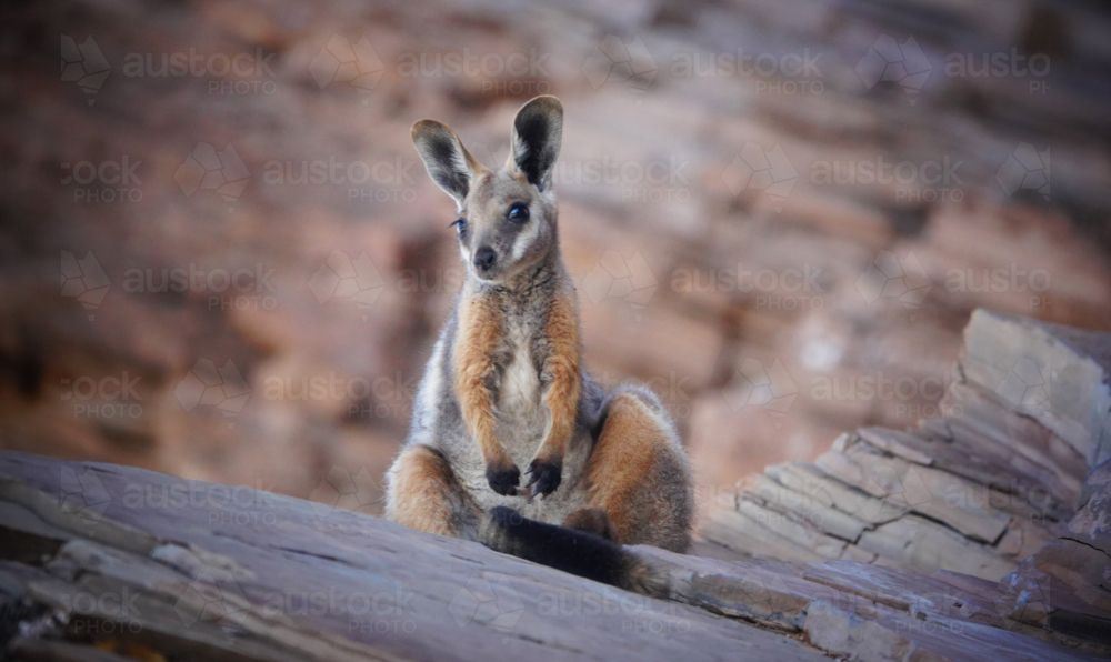 Image of Yellow-footed Rock Wallaby in the Flinders Ranges - Austockphoto