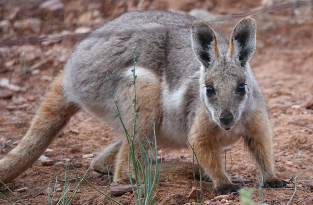 Image of Yellow-footed Rock Wallaby in the Flinders Ranges - Austockphoto