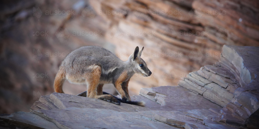 Image of Yellow-footed Rock Wallaby in the Flinders Ranges - Austockphoto