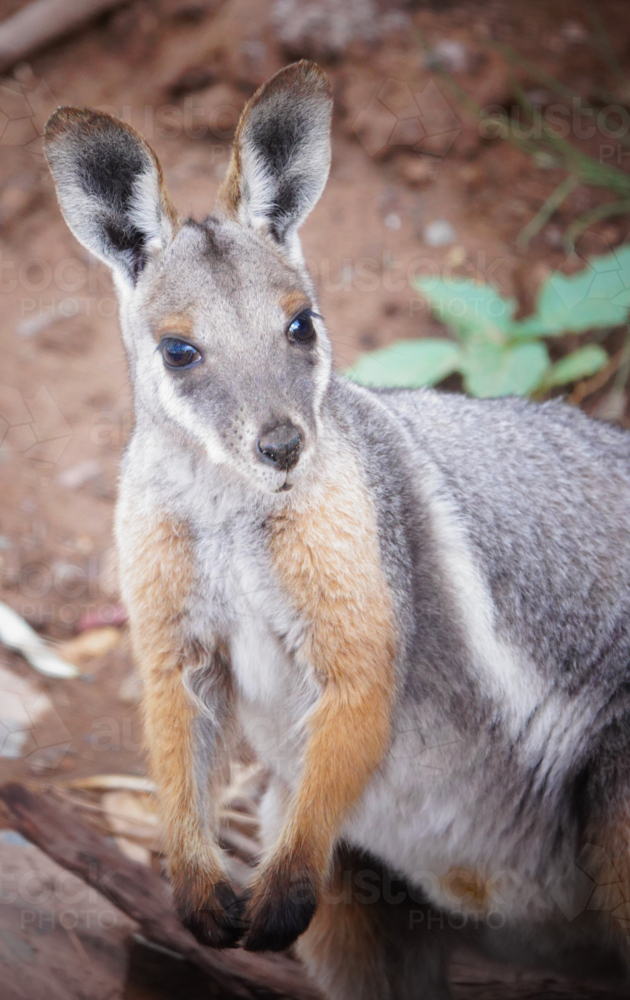 Image of Yellow-footed Rock Wallaby in the Flinders Ranges - Austockphoto