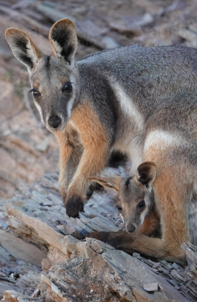 Image of Yellow-footed Rock Wallaby in the Flinders Ranges - Austockphoto