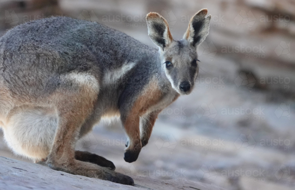 Image of Yellow-footed Rock Wallaby in the Flinders Ranges - Austockphoto