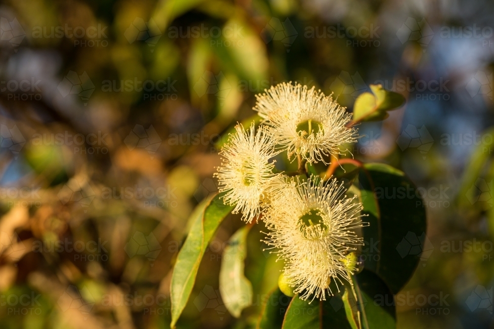 Image of Yellow gum blossom on tree - Austockphoto