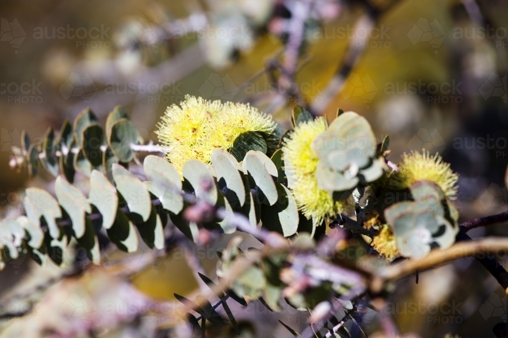 Image of Yellow gum tree blossoms - Austockphoto