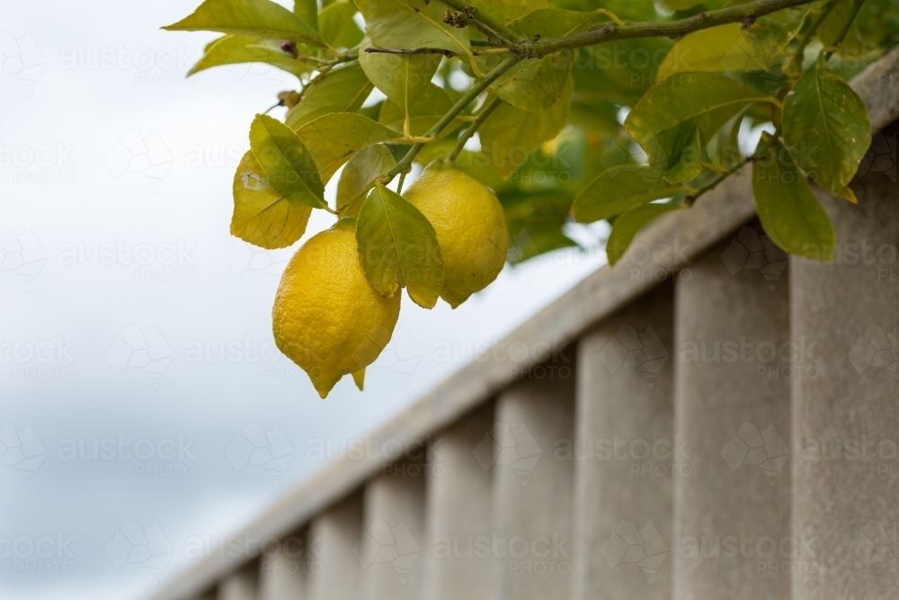 Image of Yellow lemons hanging over a super six fence - Austockphoto