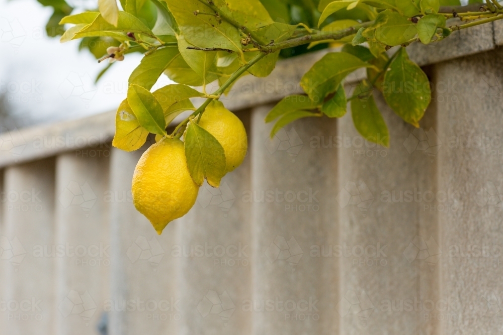 Image of Yellow lemons hanging over boundary fence - Austockphoto