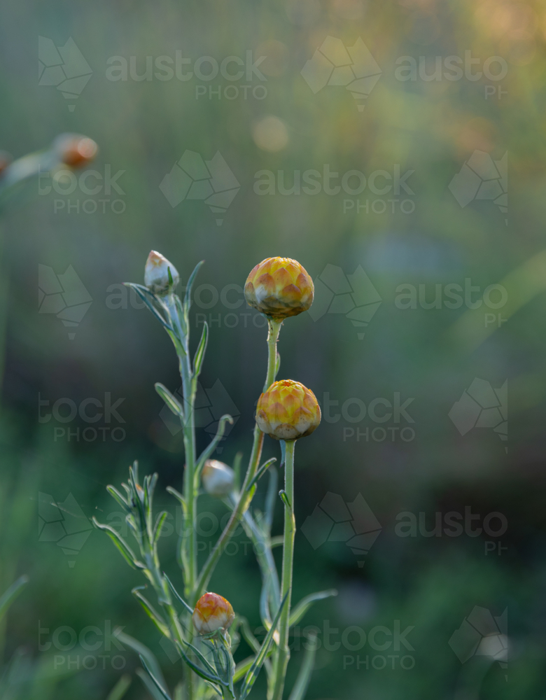 Image of Yellow paper daisies in a country field - Austockphoto