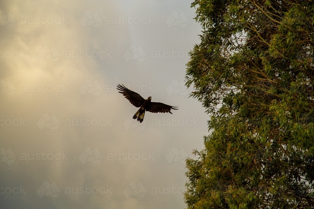 Image of Yellow-tailed Black-Cockatoo in flight through stormy sky with ...
