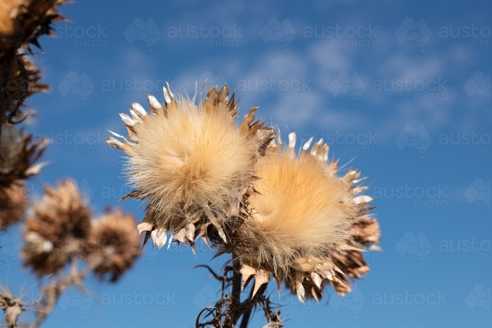 Image of yellow thistle plants against a blue sky - Austockphoto