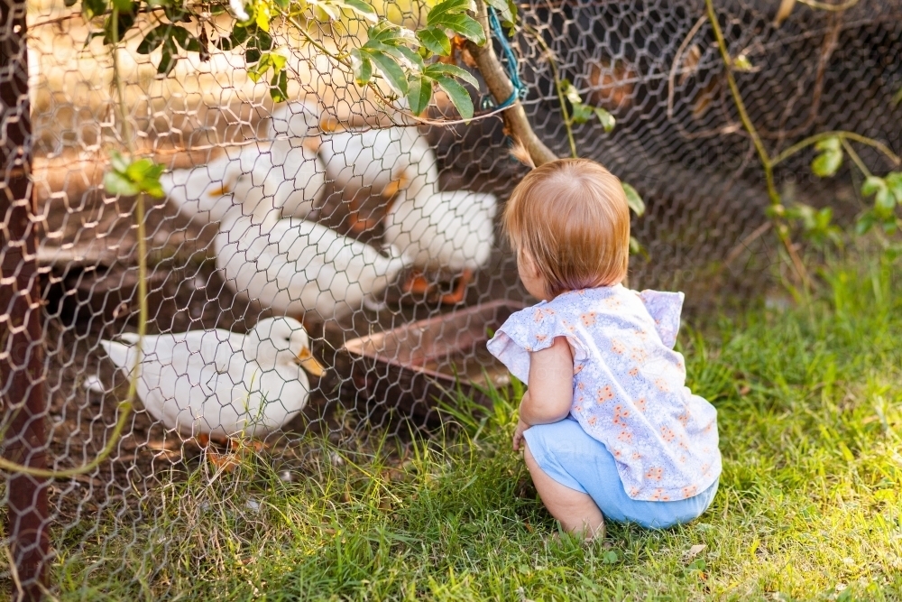 Image of young aussie kid on farm watching ducks in yard - Austockphoto