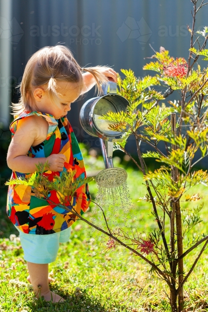 Image of Young Aussie kid with watering can giving grevillea bush water ...