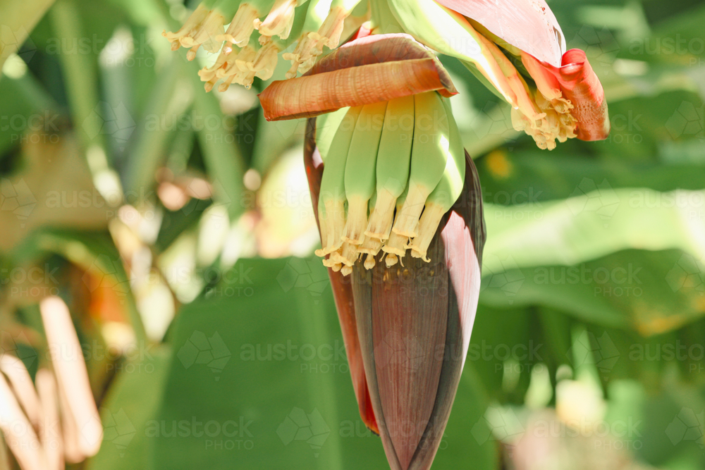 Image of Young bananas growing from flowers in tropical north ...