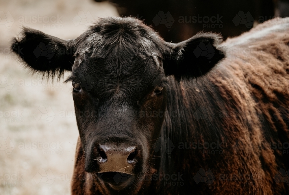 Image of Young black angus cow. - Austockphoto