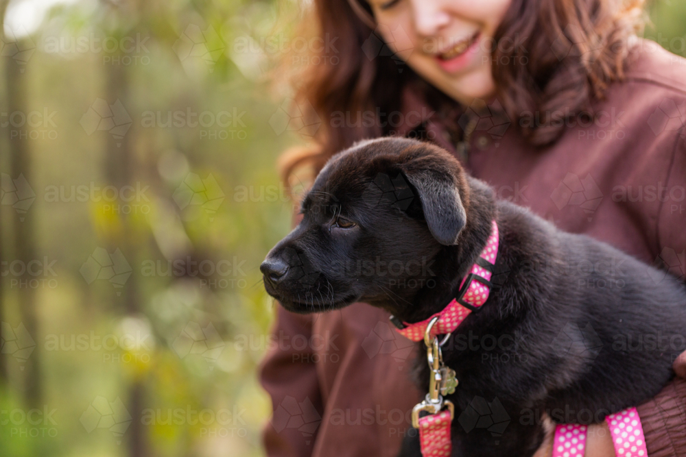 Image of young black German Shepard Labrador crossbreed puppy dog held ...