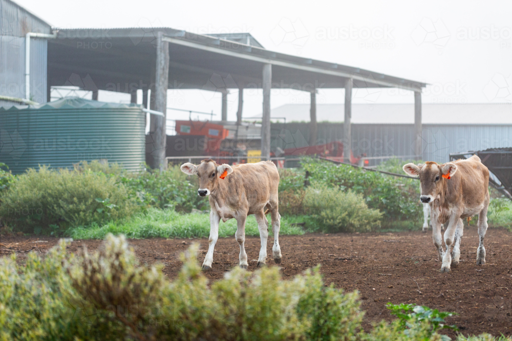 Image of Young calf walking through farm paddock in mist on foggy farm ...