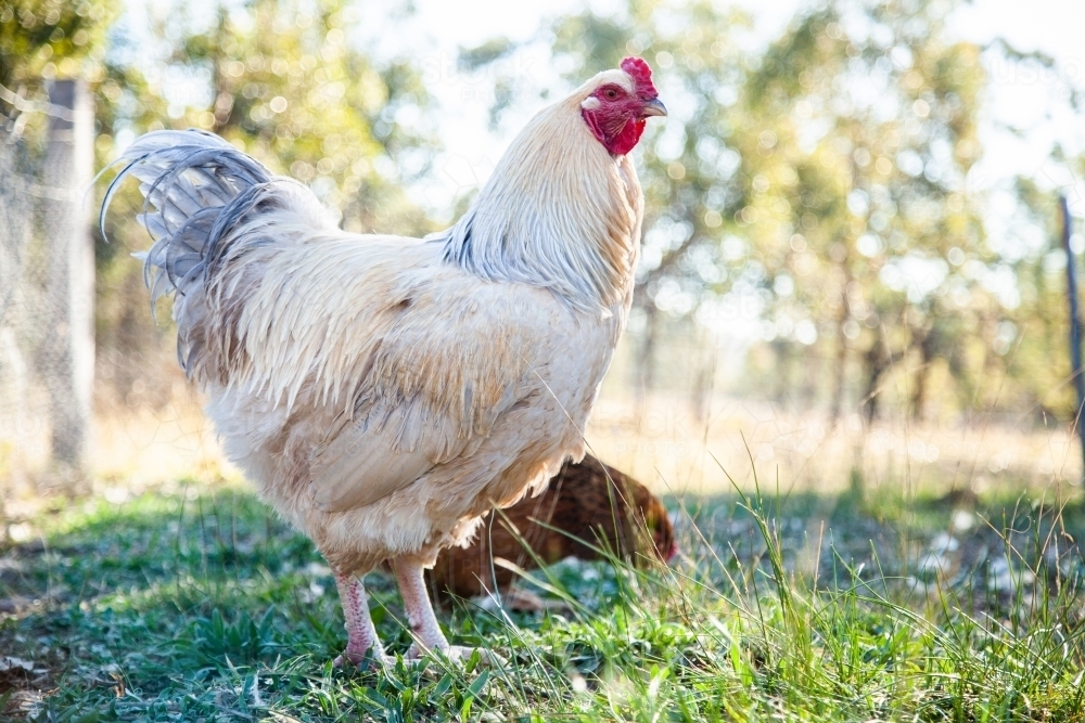 Image of Young cockerel with hen outside - Austockphoto