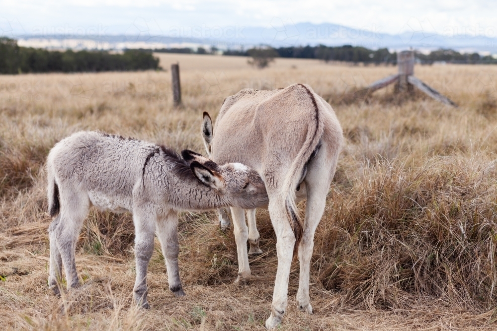 Image of Young donkey foal drinking from jenny donkey - Austockphoto