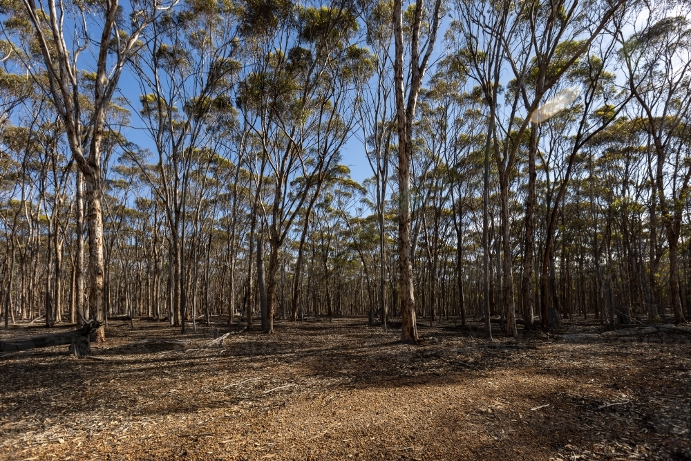 Image of young eucalyptus mallet trees in Dryandra woodland - Austockphoto