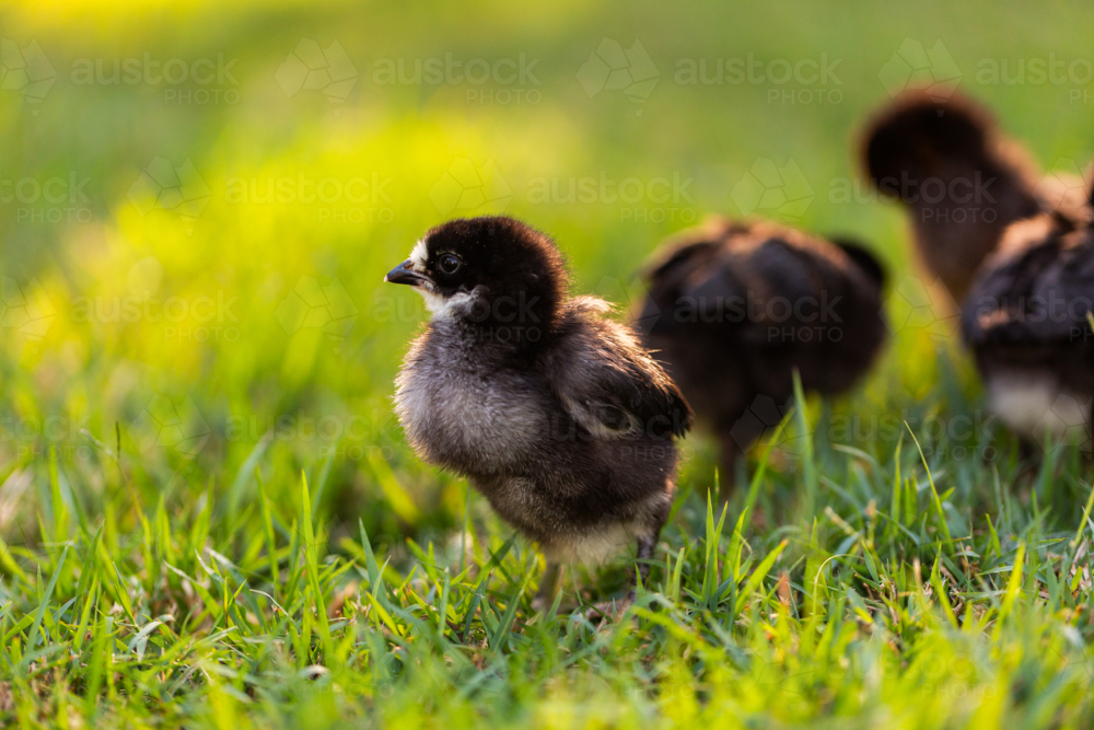 Image of Young fluffball chicks on green lawn grass close up - Austockphoto