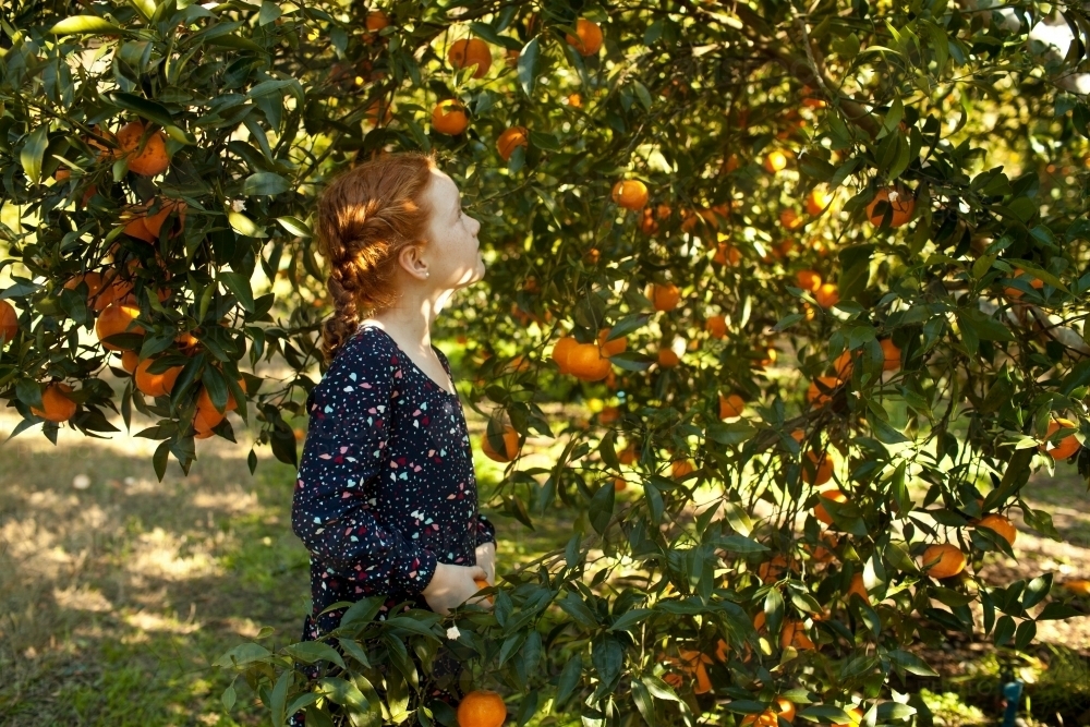 Image of Young girl picking mandarins at a farm - Austockphoto