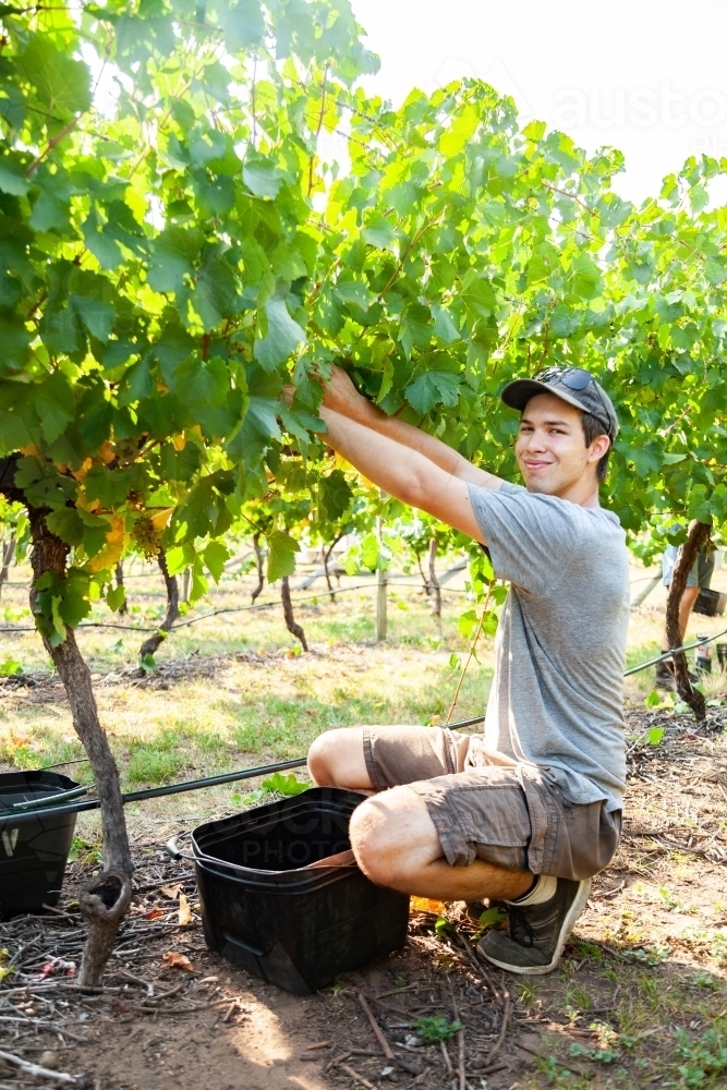 Image of Young grape picker doing casual work in a vineyard picking ...