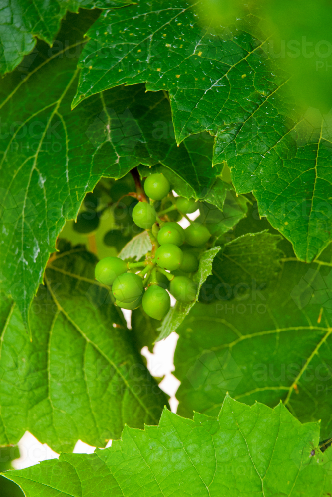 Image of Young grapes on the grape vine with green leaves - Austockphoto
