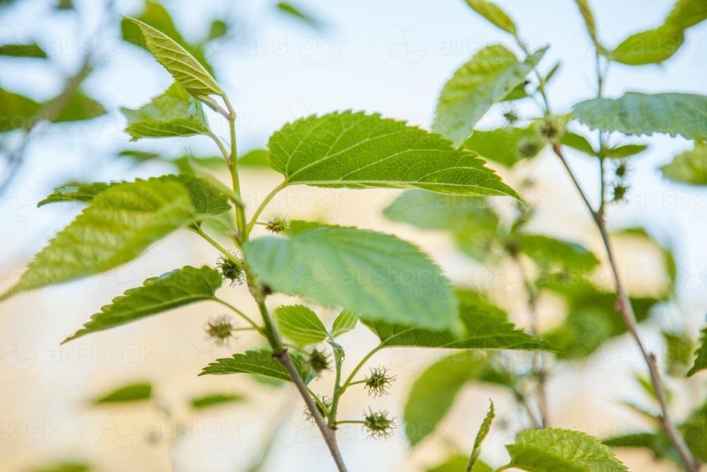 Image of Young green mulberries on a mulberry tree - Austockphoto