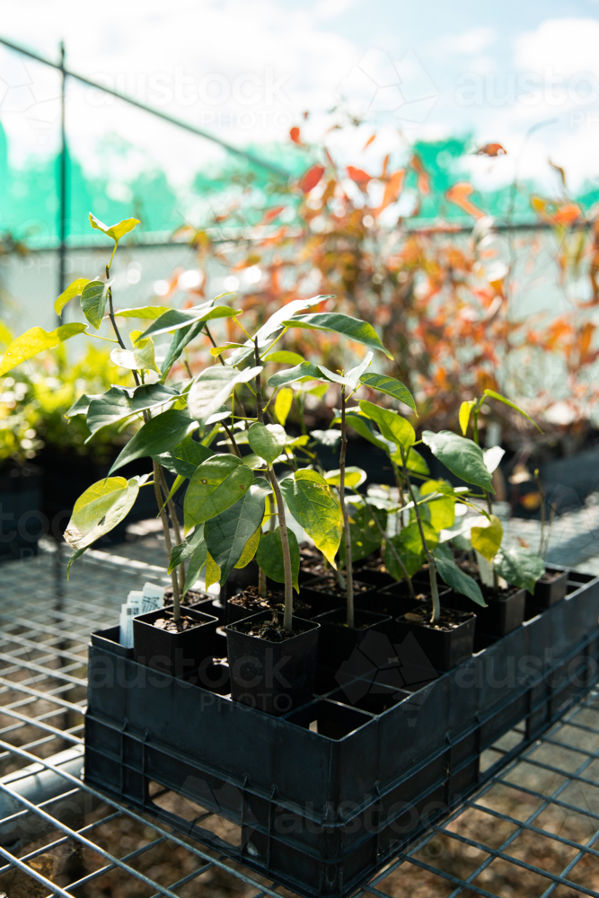 Image of young gum tree plants for sale at a nursery - Austockphoto