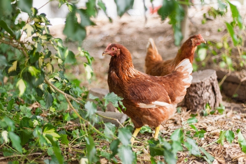 Image of young isa brown pullet hens - Austockphoto