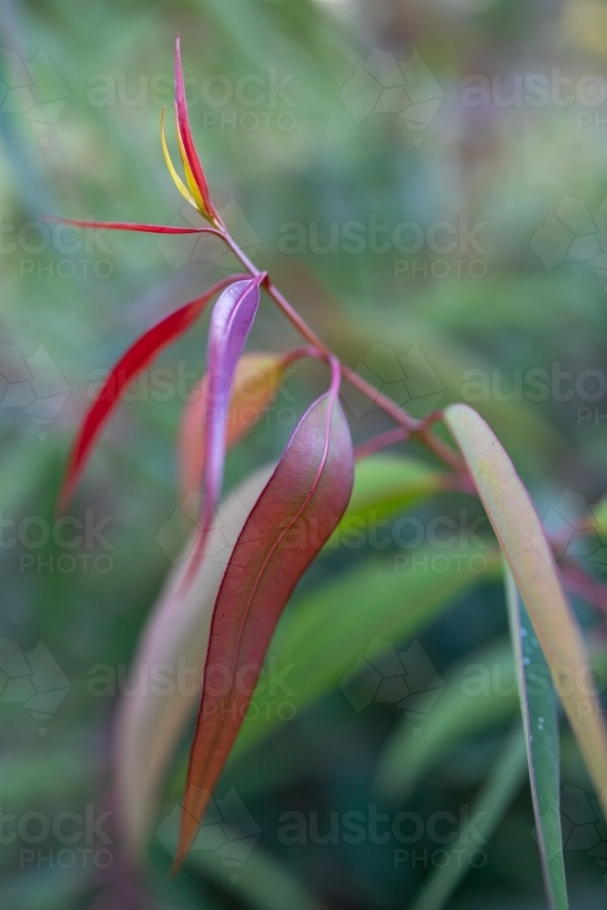 Image of Young leaves on smooth-barked apple tree - Austockphoto