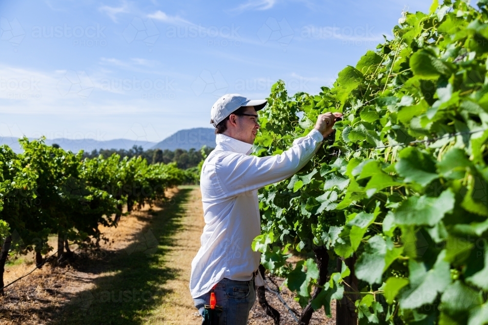 Image of Young man outside in summer working in vineyard putting up ...