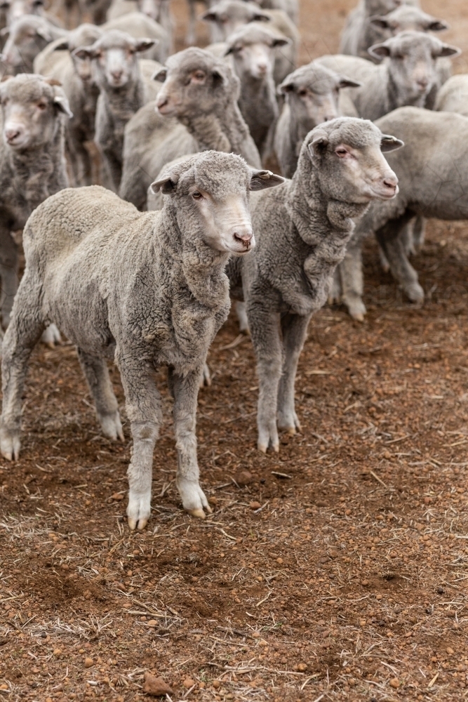 Image of Young merino sheep in dry paddock - Austockphoto