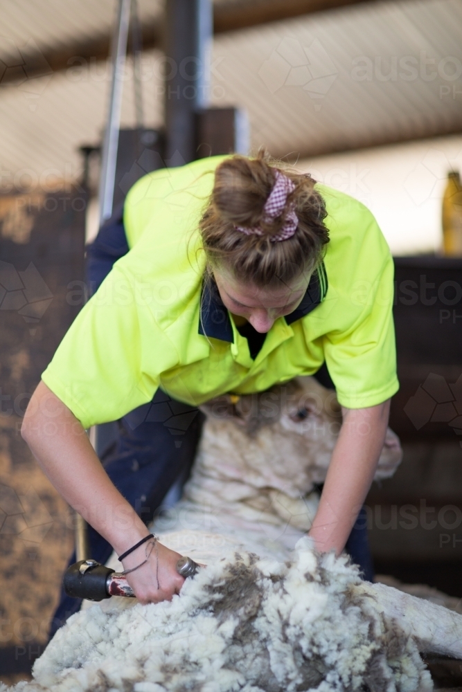 Image of Young woman learning to shear a sheep - Austockphoto