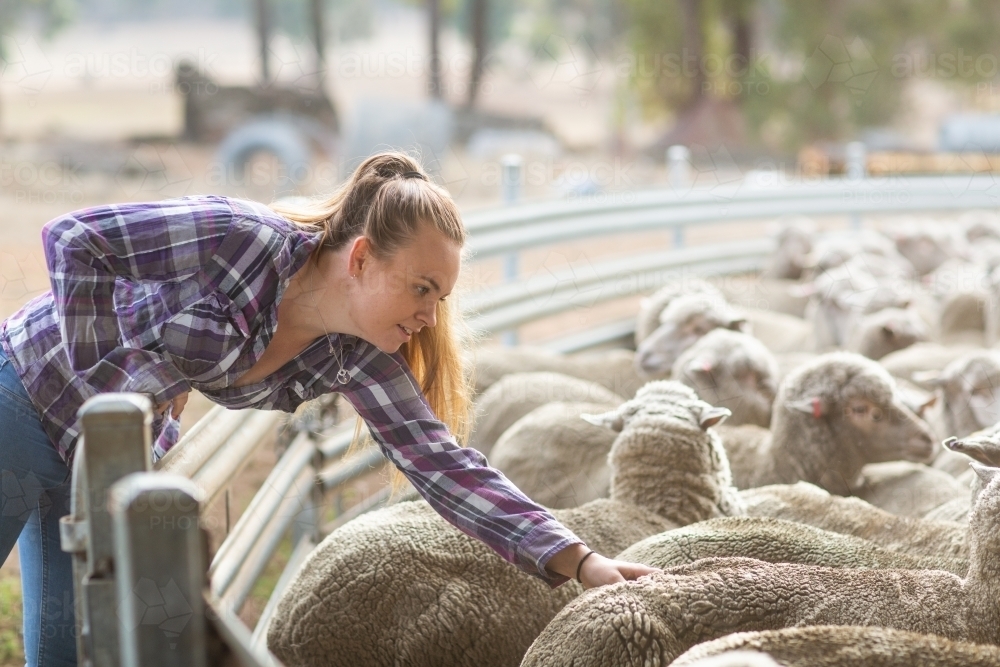 Image of Young woman on farm with sheep - Austockphoto