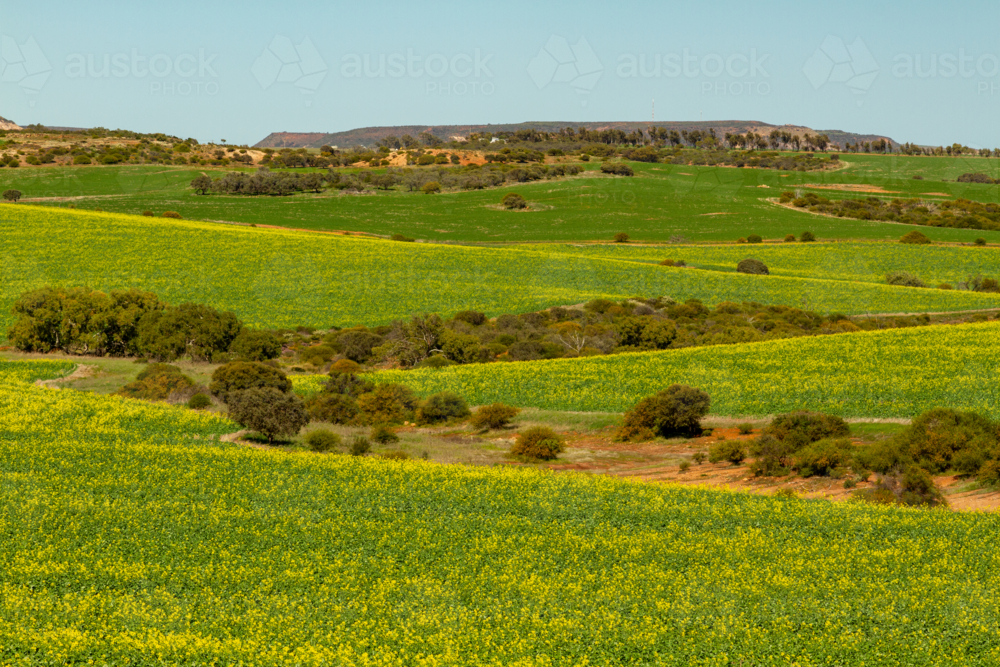 Image of Zig zag paddock patterns of crop - Austockphoto
