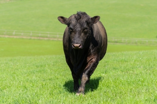 Gillian Vann, Adelaide Hills, SA