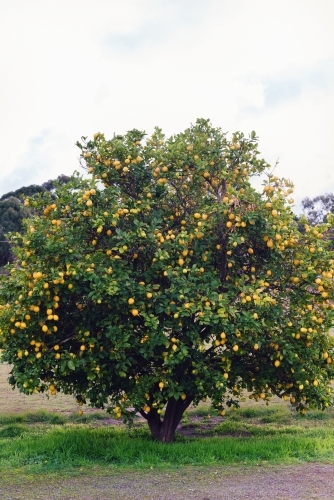 Gillian Vann, Adelaide Hills, SA