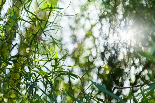 Sun Leaves And Bokeh
